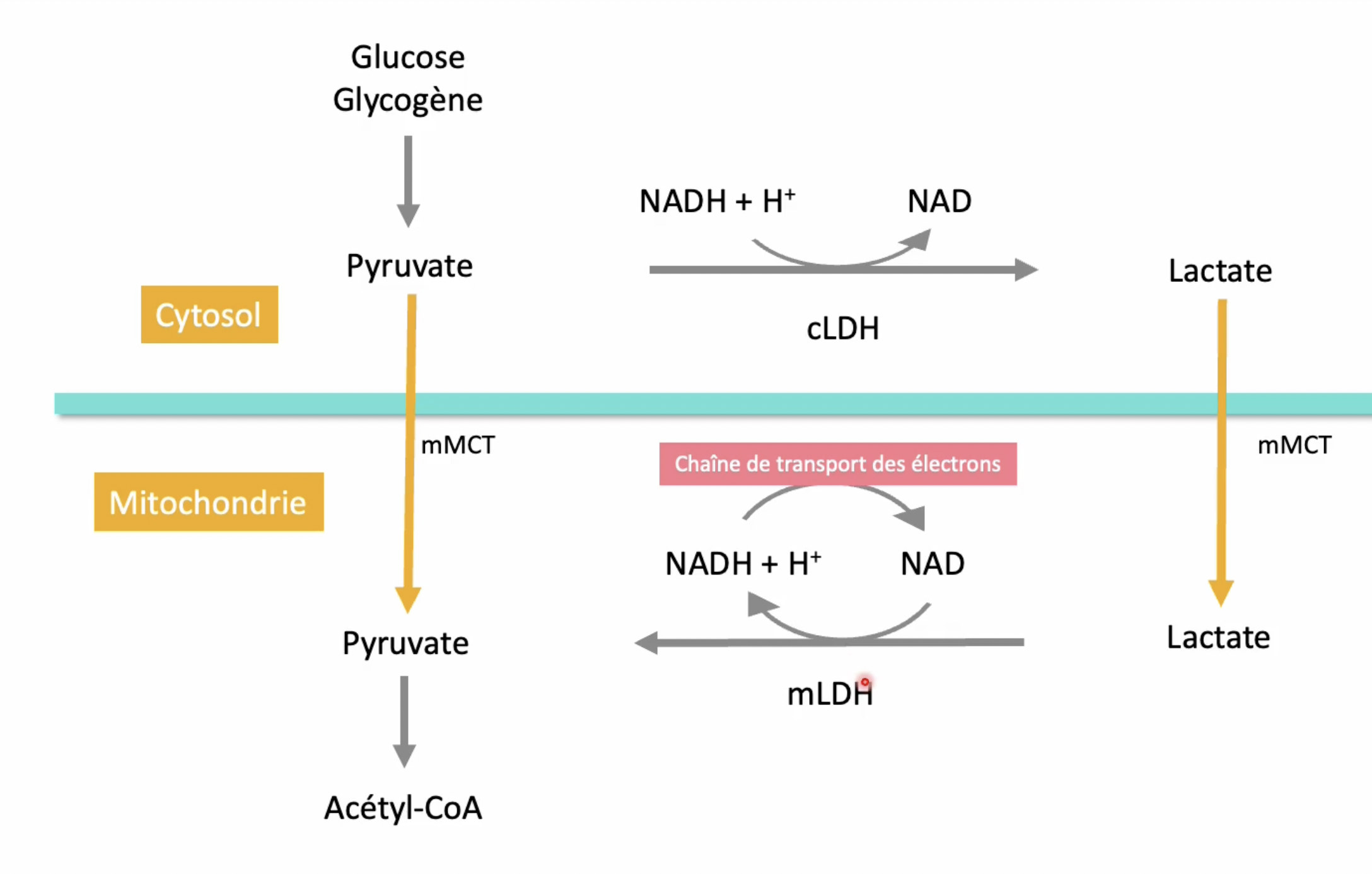 Lecteur de lactate: le nouvel outil indispensable ? - CYCLES ET FORME